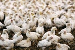 How Long Should You Feed Your Chicks Starter Feed?