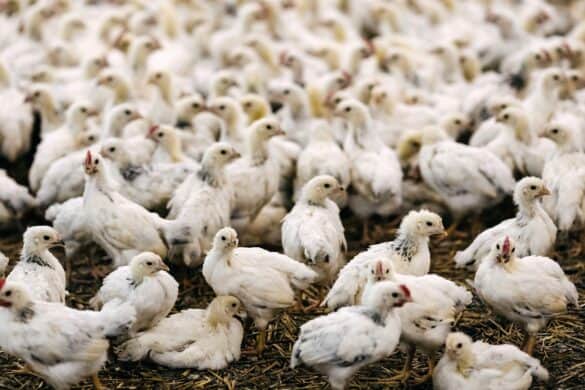 How Long Should You Feed Your Chicks Starter Feed?