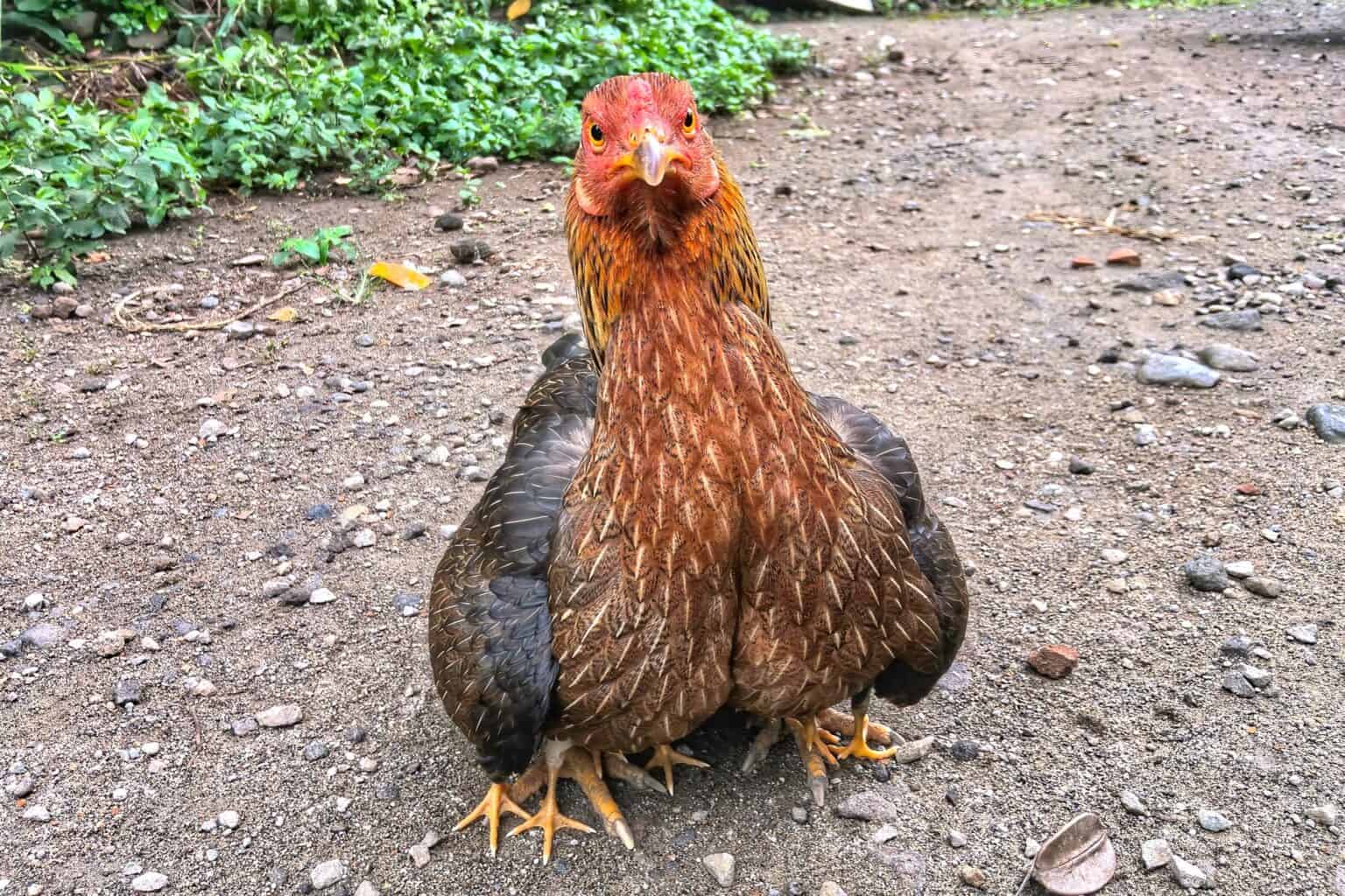 Welsummer Chicken: Breed Profile, Facts & Pictures
