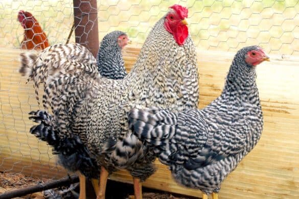 Dominique Chicken: Breed Profile, Facts & Pictures