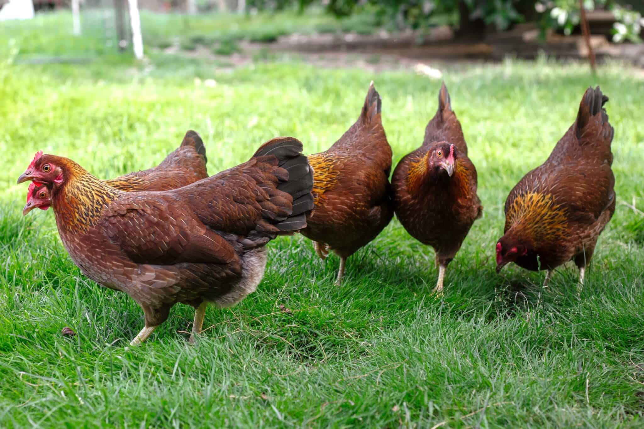 Welsummer Chicken: Breed Profile, Facts & Pictures