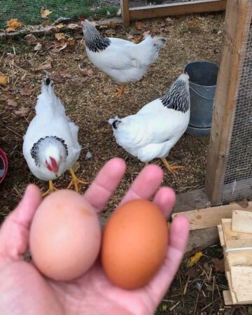 Columbian Rock Cross: Breed Profile, Facts & Pictures