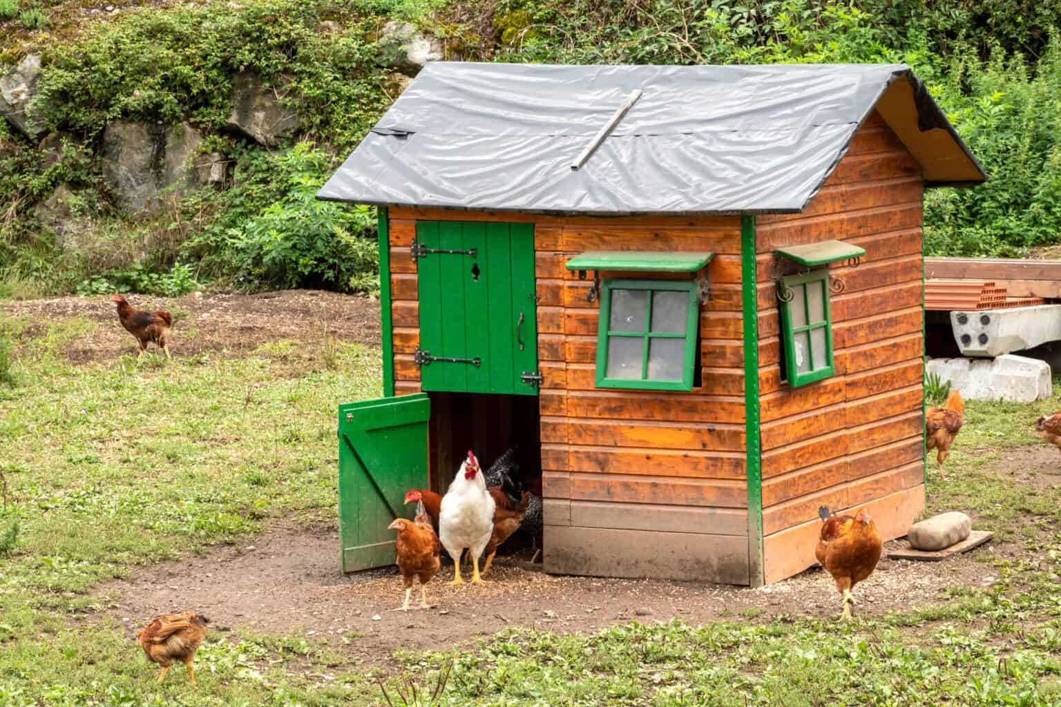How Much Space Do Chickens Need? (Square Feet Per Chicken)