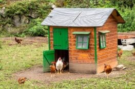How Much Space Do Chickens Need? (Square Feet Per Chicken)