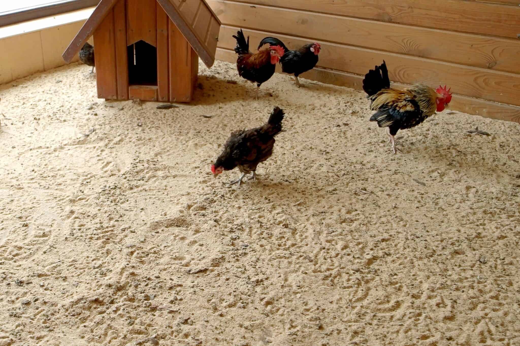 8 Best Bedding Options for Your Chicken Coop