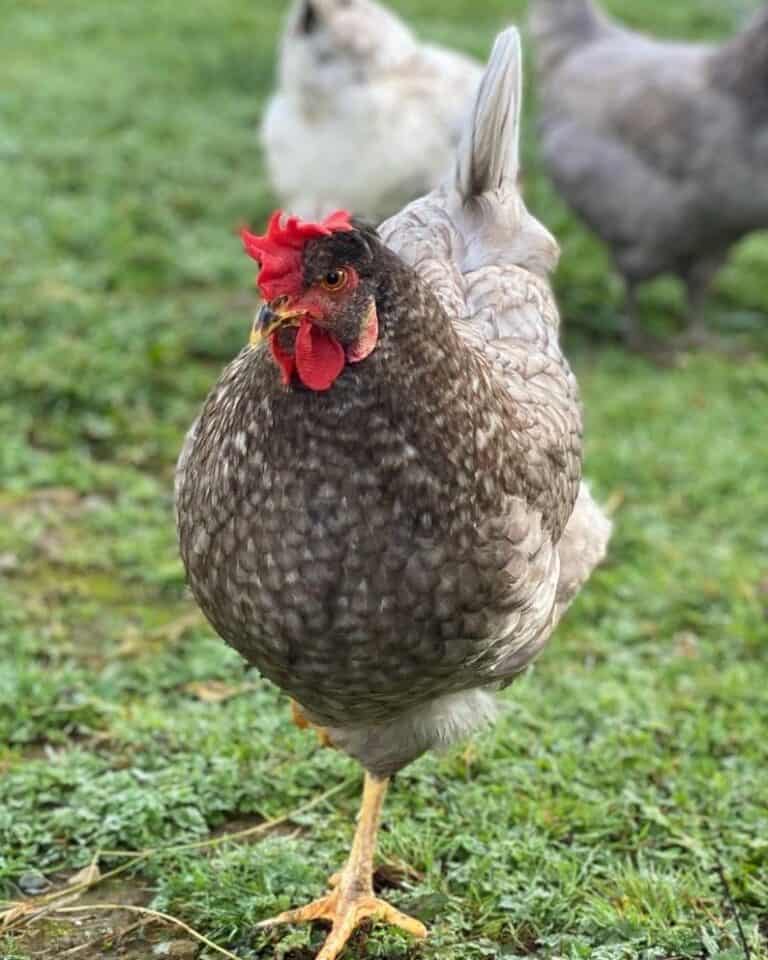 Sapphire Olive Egger: Breed Profile, Facts & Pictures