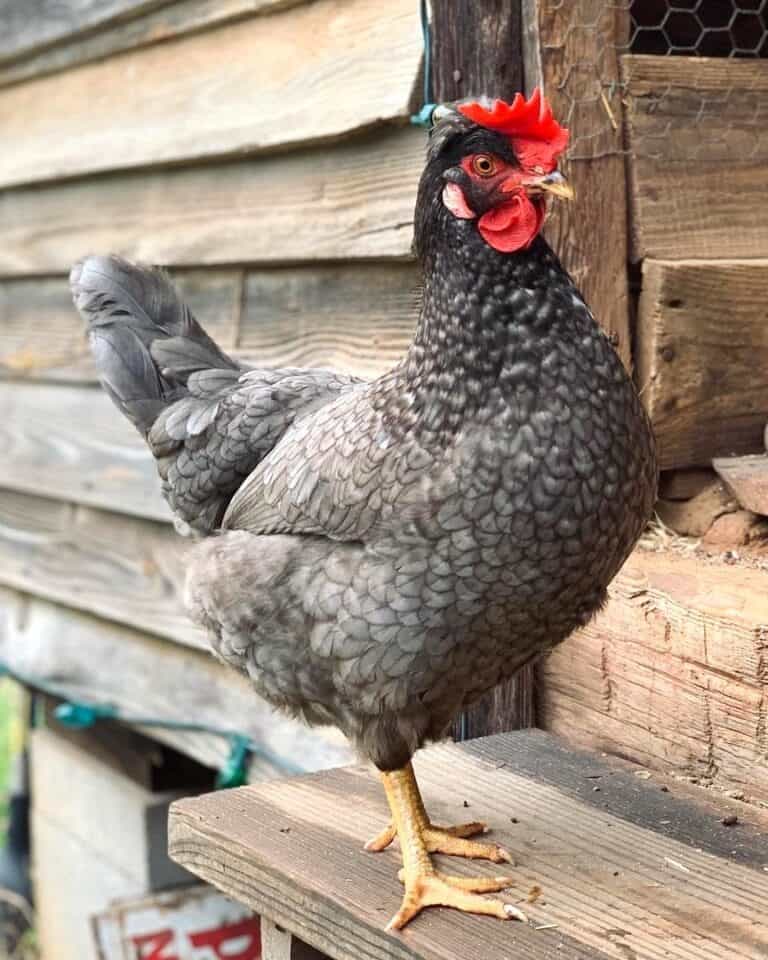 Sapphire Olive Egger: Breed Profile, Facts & Pictures
