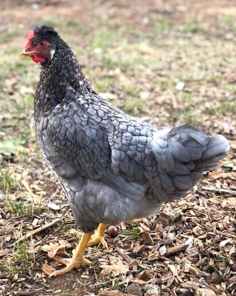Sapphire Olive Egger: Breed Profile, Facts & Pictures