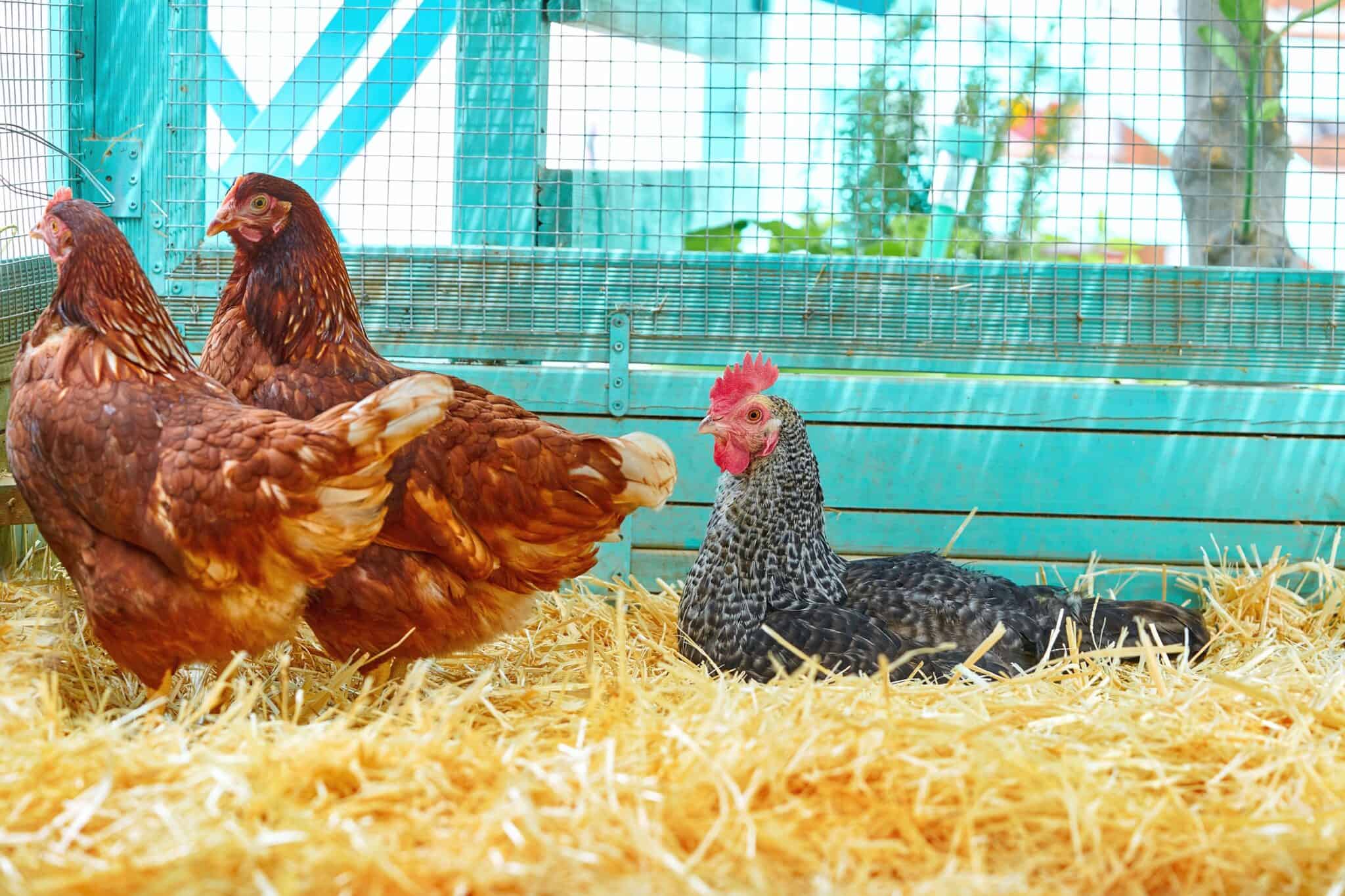 8 Best Bedding Options for Your Chicken Coop
