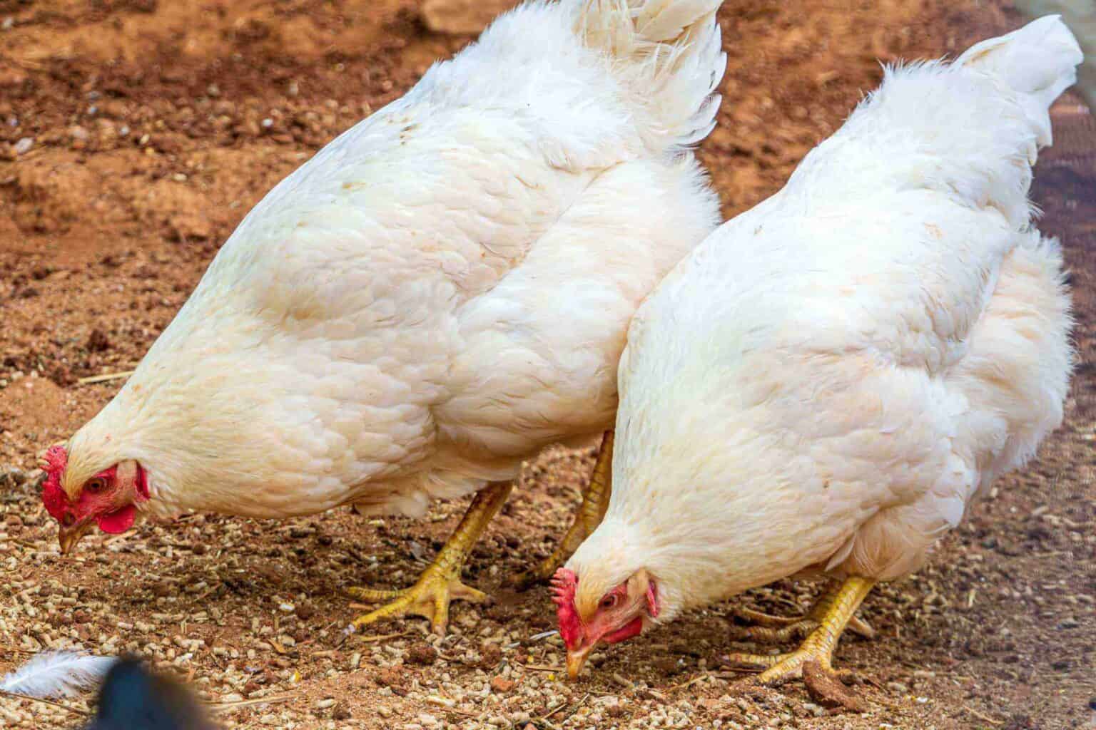 Amberlink Chicken: Breed Profile, Facts & Pictures