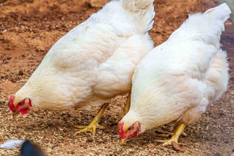 Amberlink Chicken: Breed Profile, Facts & Pictures