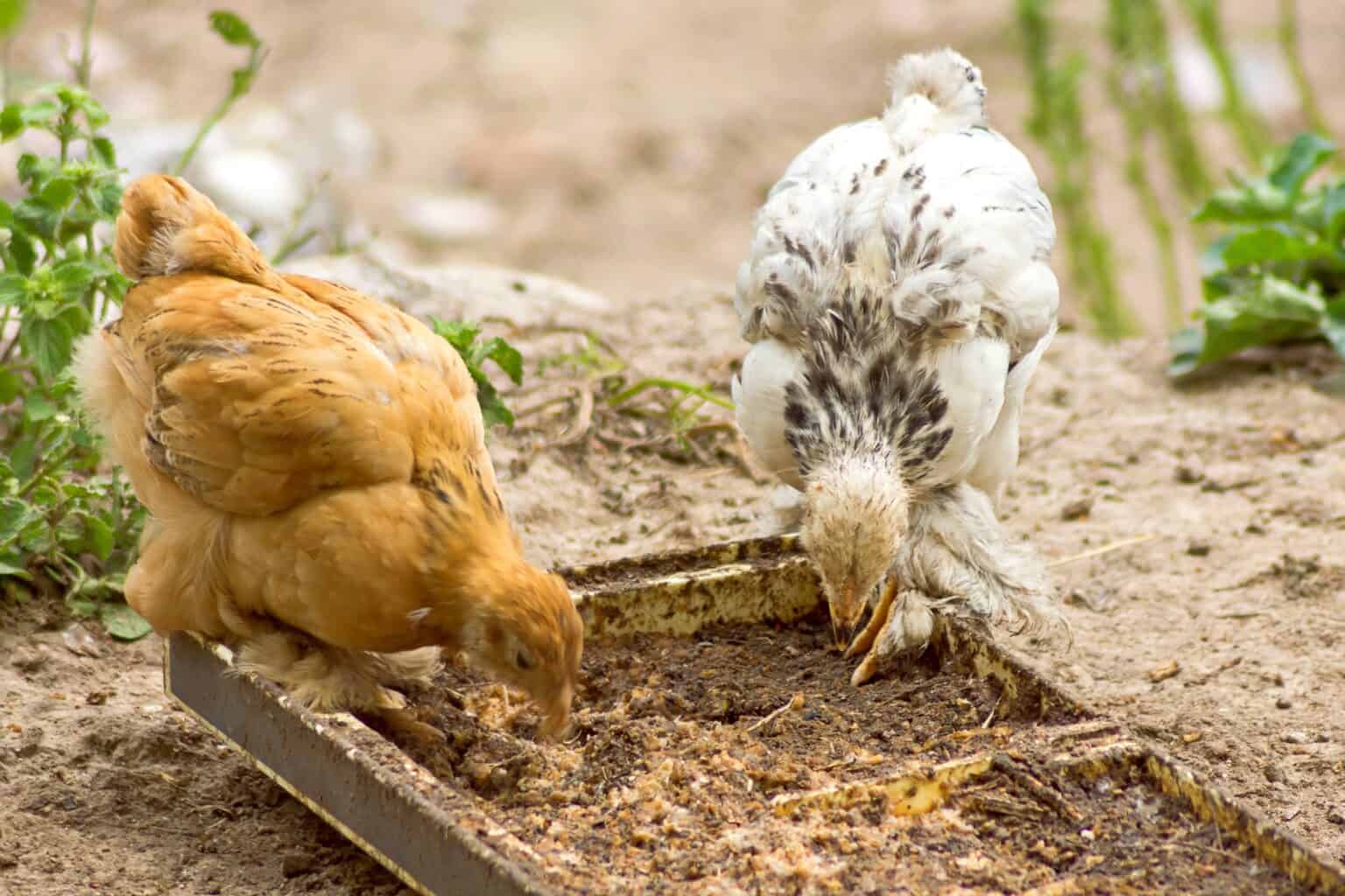How Long Should You Feed Your Chicks Starter Feed?