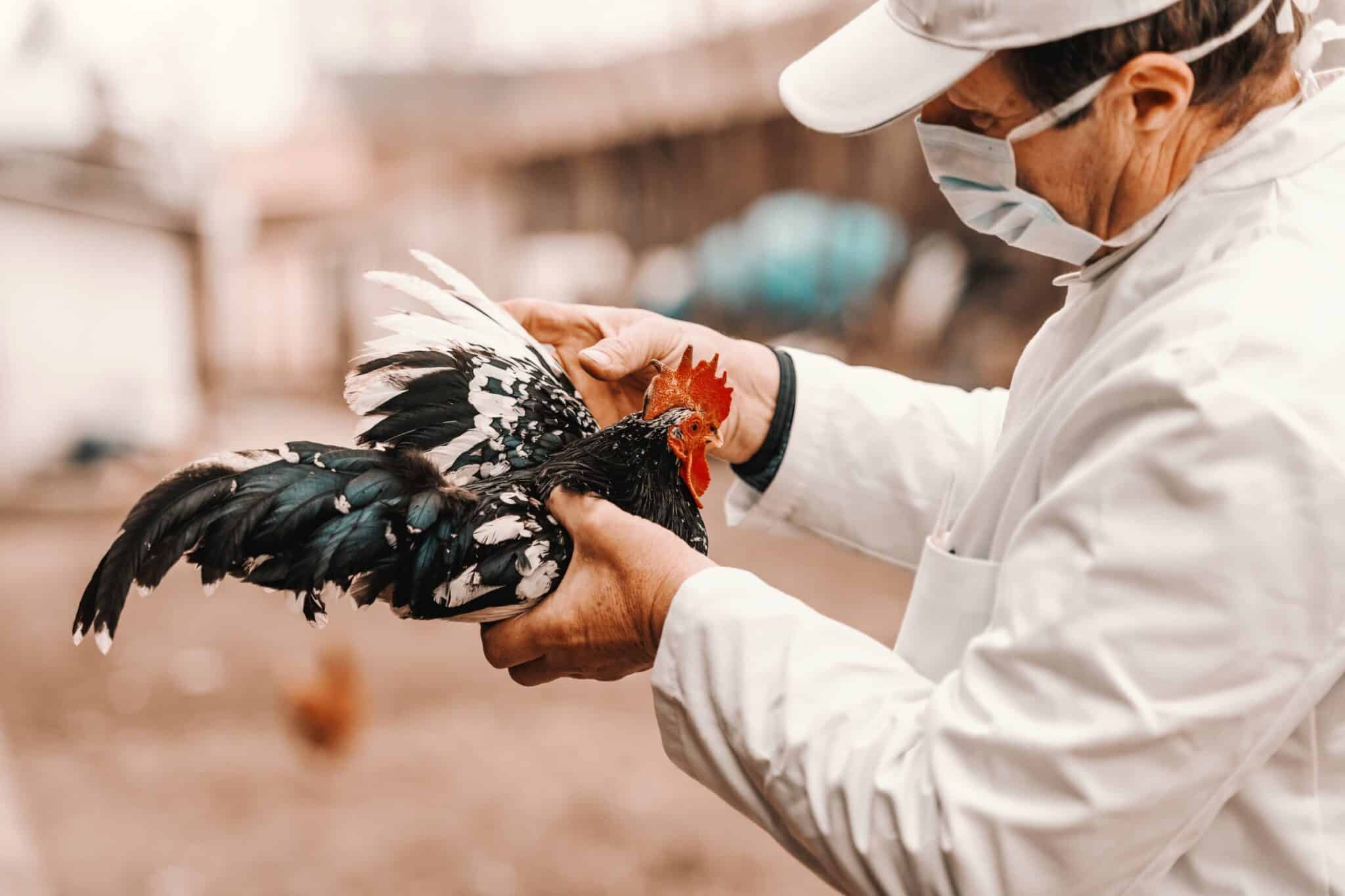 Black Chicken Poop: 6 Causes & What to Do