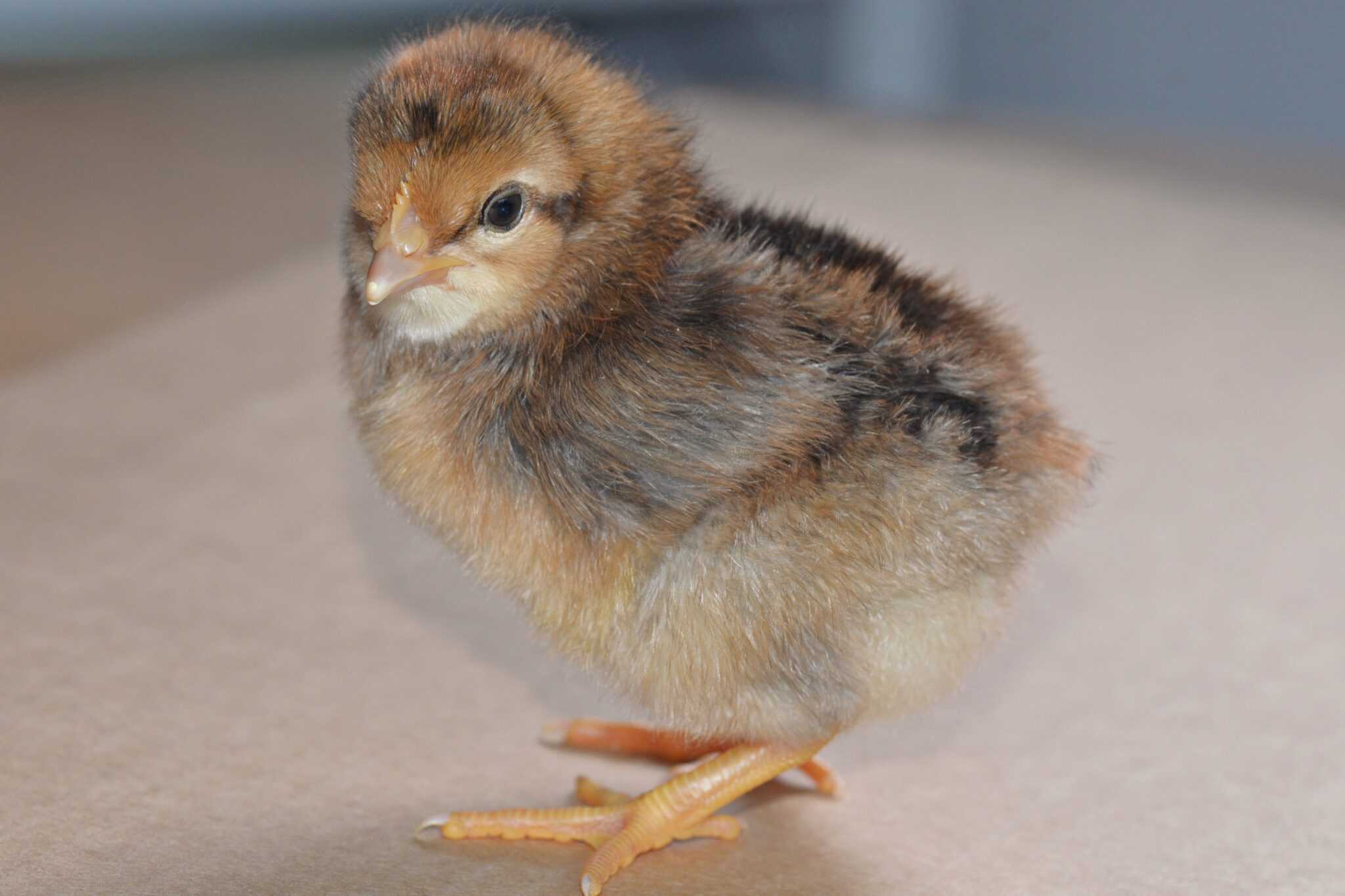 Welsummer Chicken: Breed Profile, Facts & Pictures