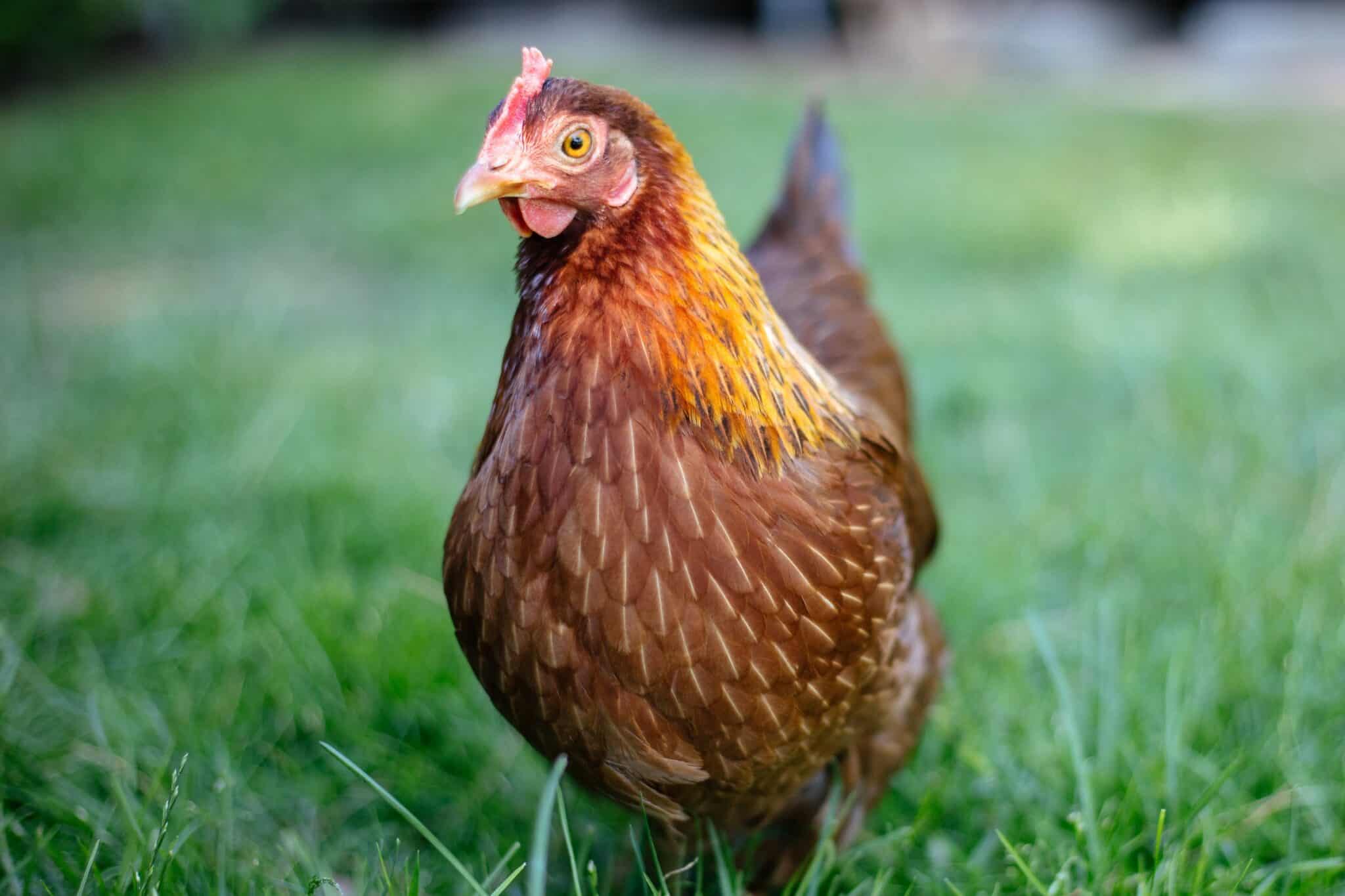 Welsummer Chicken: Breed Profile, Facts & Pictures