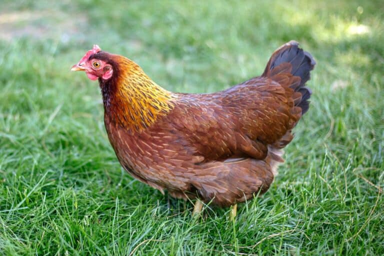 Welsummer Chicken: Breed Profile, Facts & Pictures