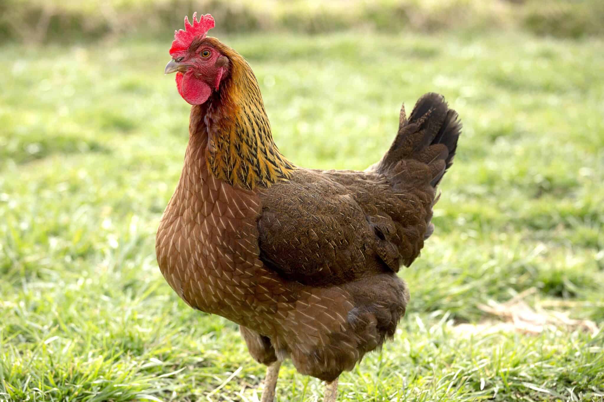Welsummer Chicken: Breed Profile, Facts & Pictures