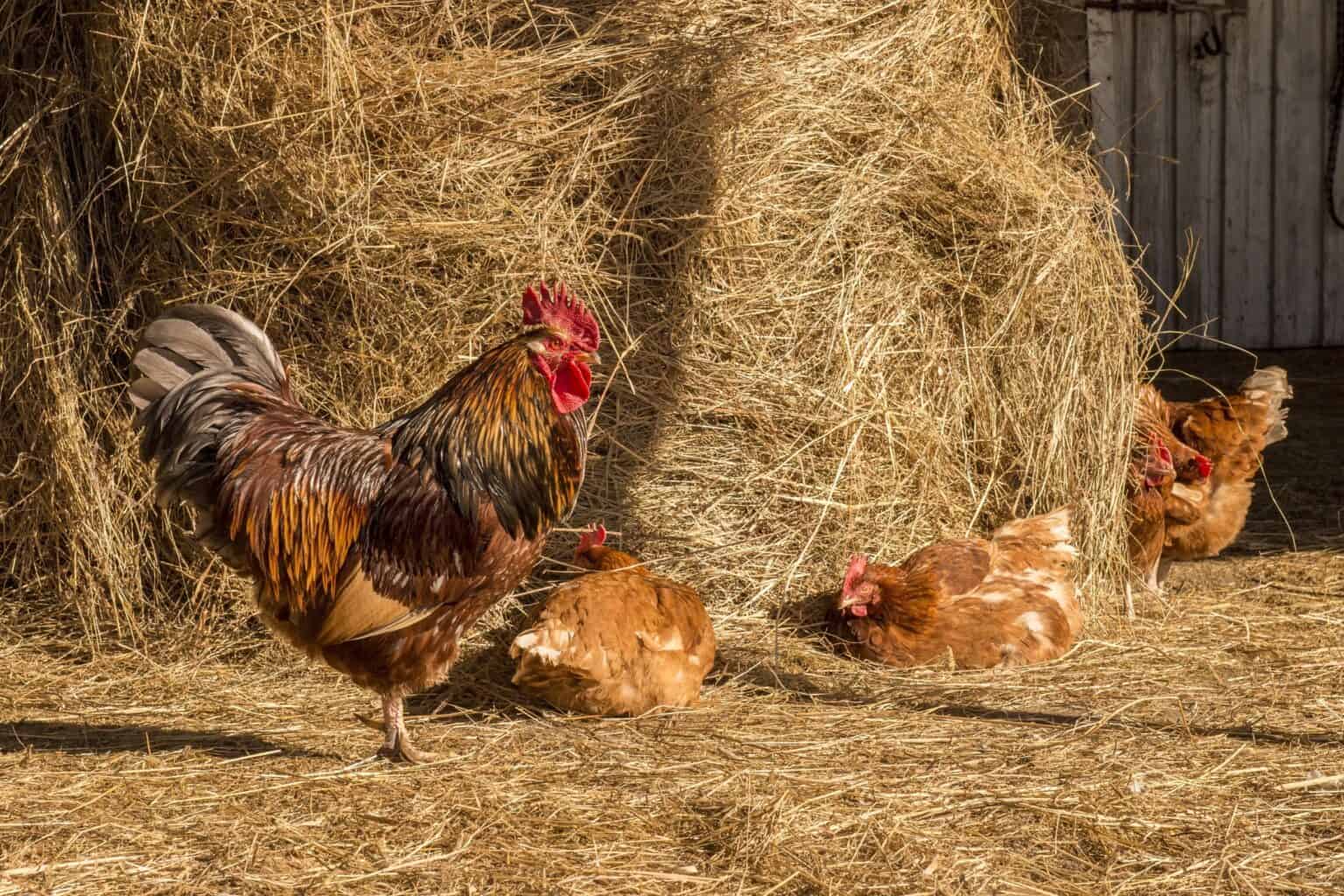 Welsummer Chicken: Breed Profile, Facts & Pictures