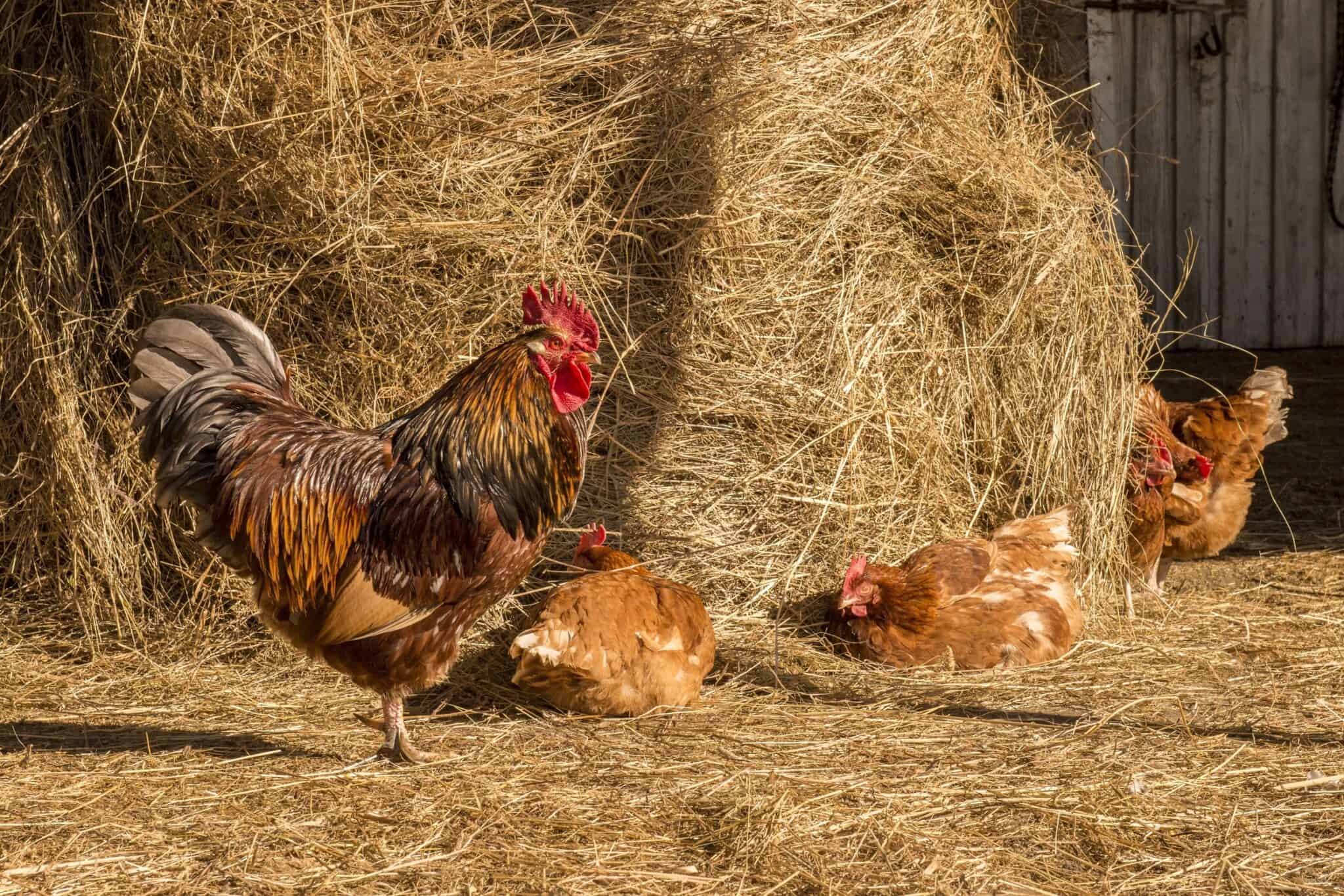 Welsummer Chicken: Breed Profile, Facts & Pictures