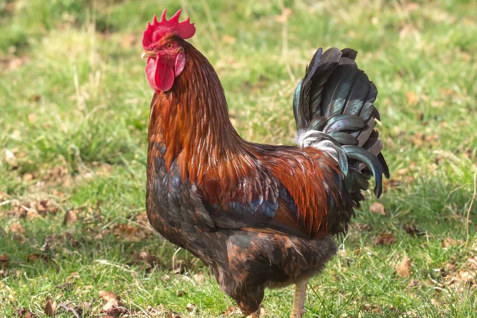 Welsummer Chicken: Breed Profile, Facts & Pictures