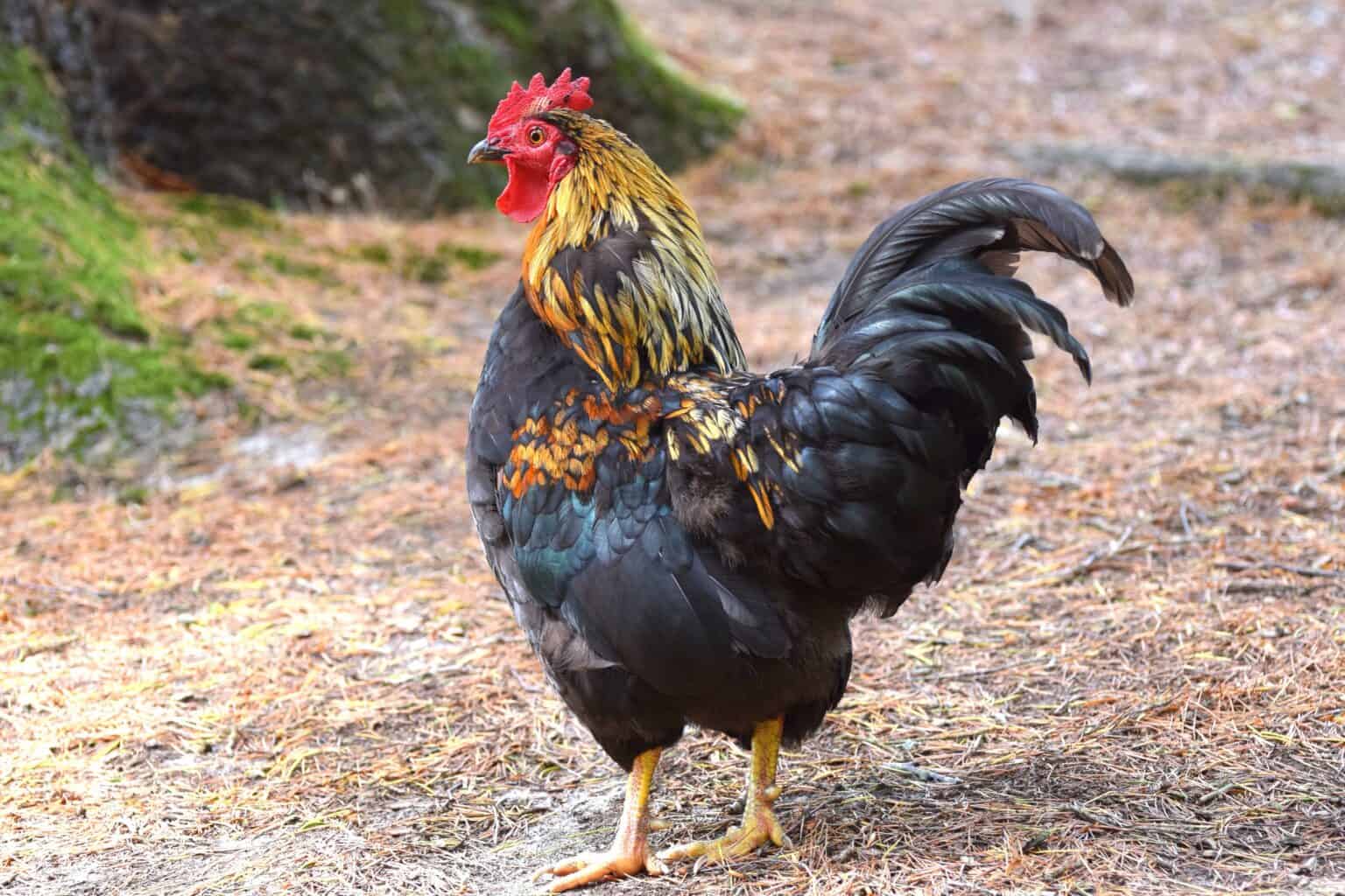 Welsummer Chicken: Breed Profile, Facts & Pictures