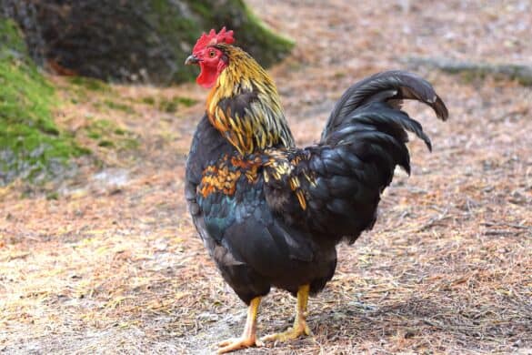 Welsummer Chicken: Breed Profile, Facts & Pictures