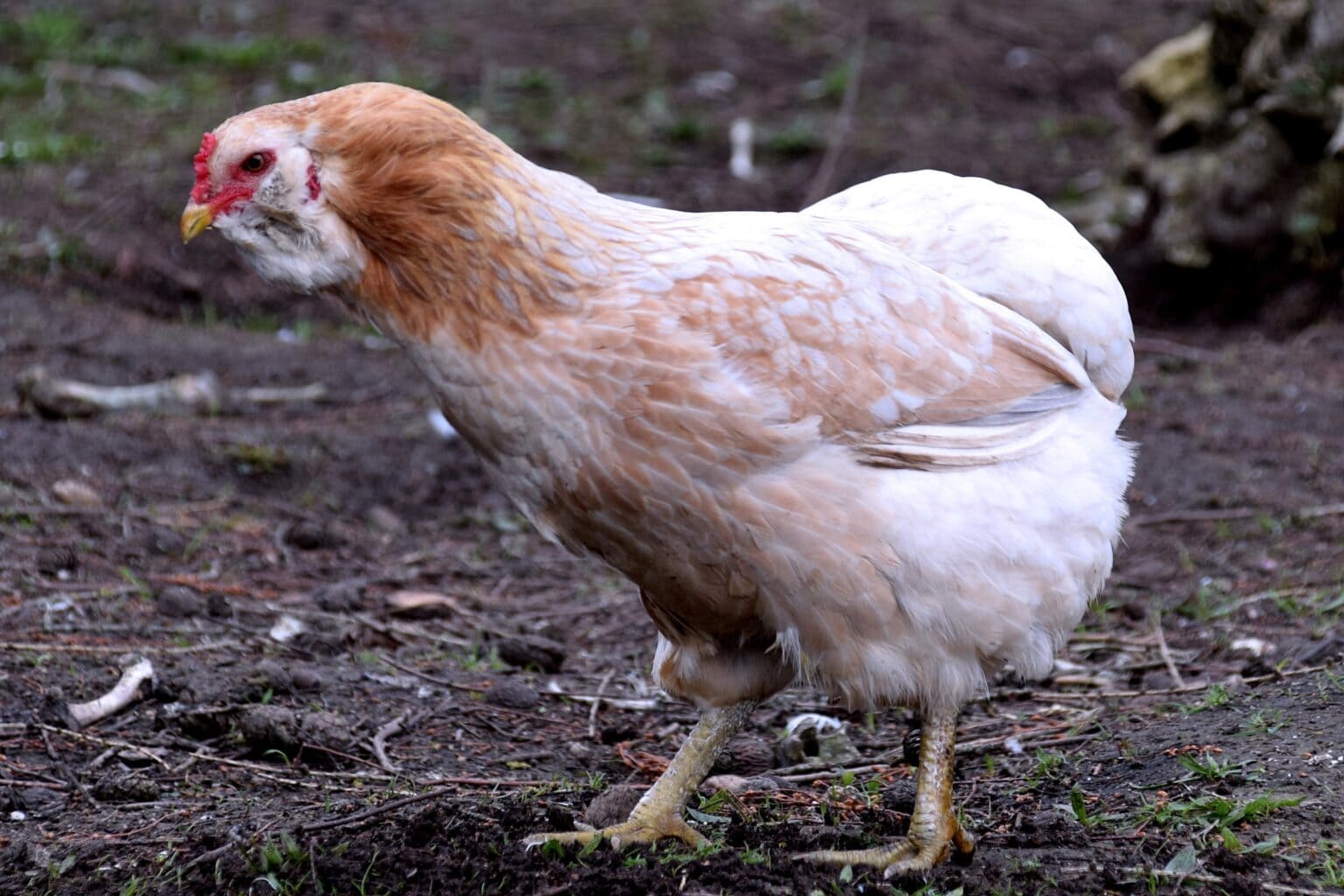 Araucana Chicken: Everything You Need to Know!