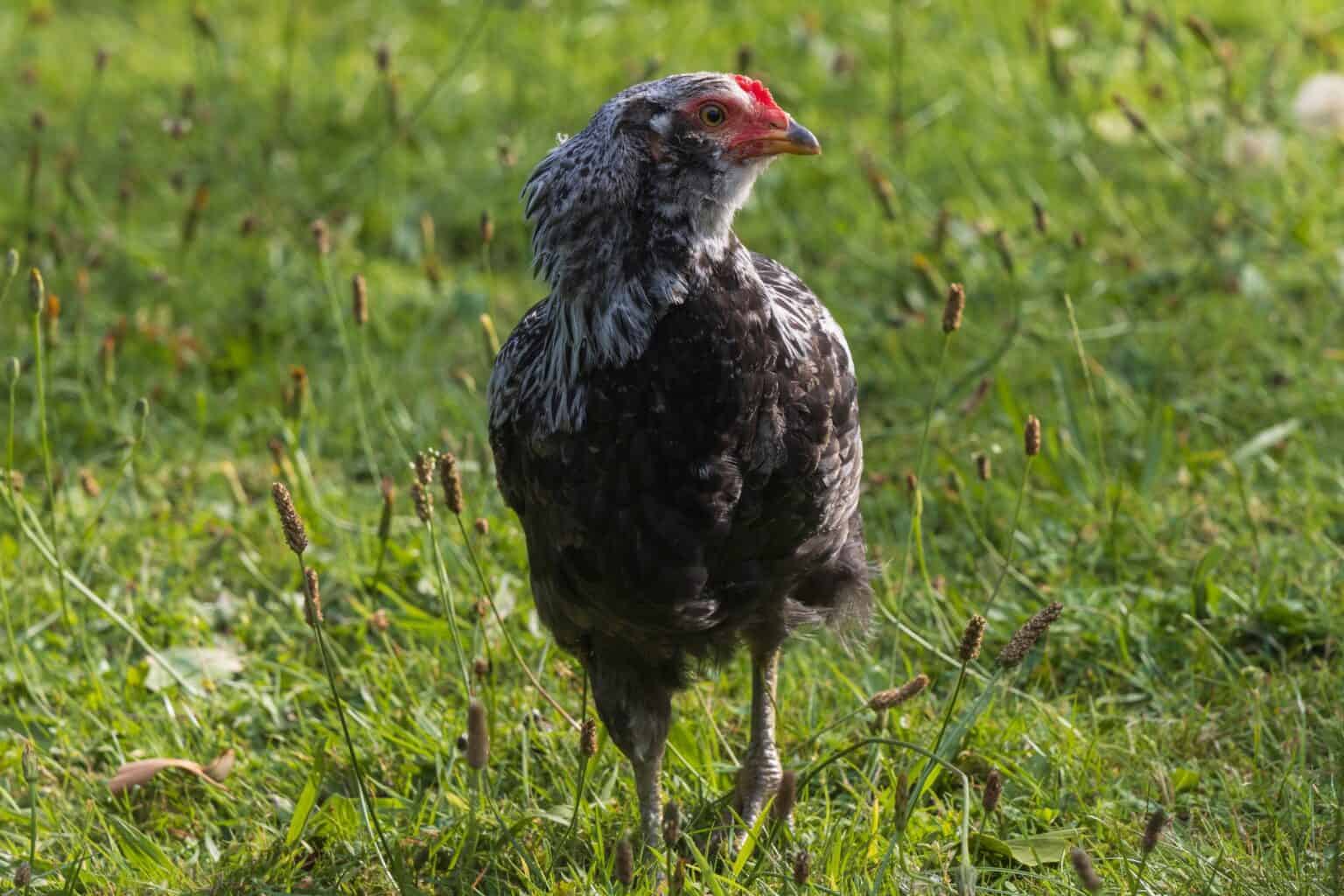 Araucana Chicken: Everything You Need to Know!