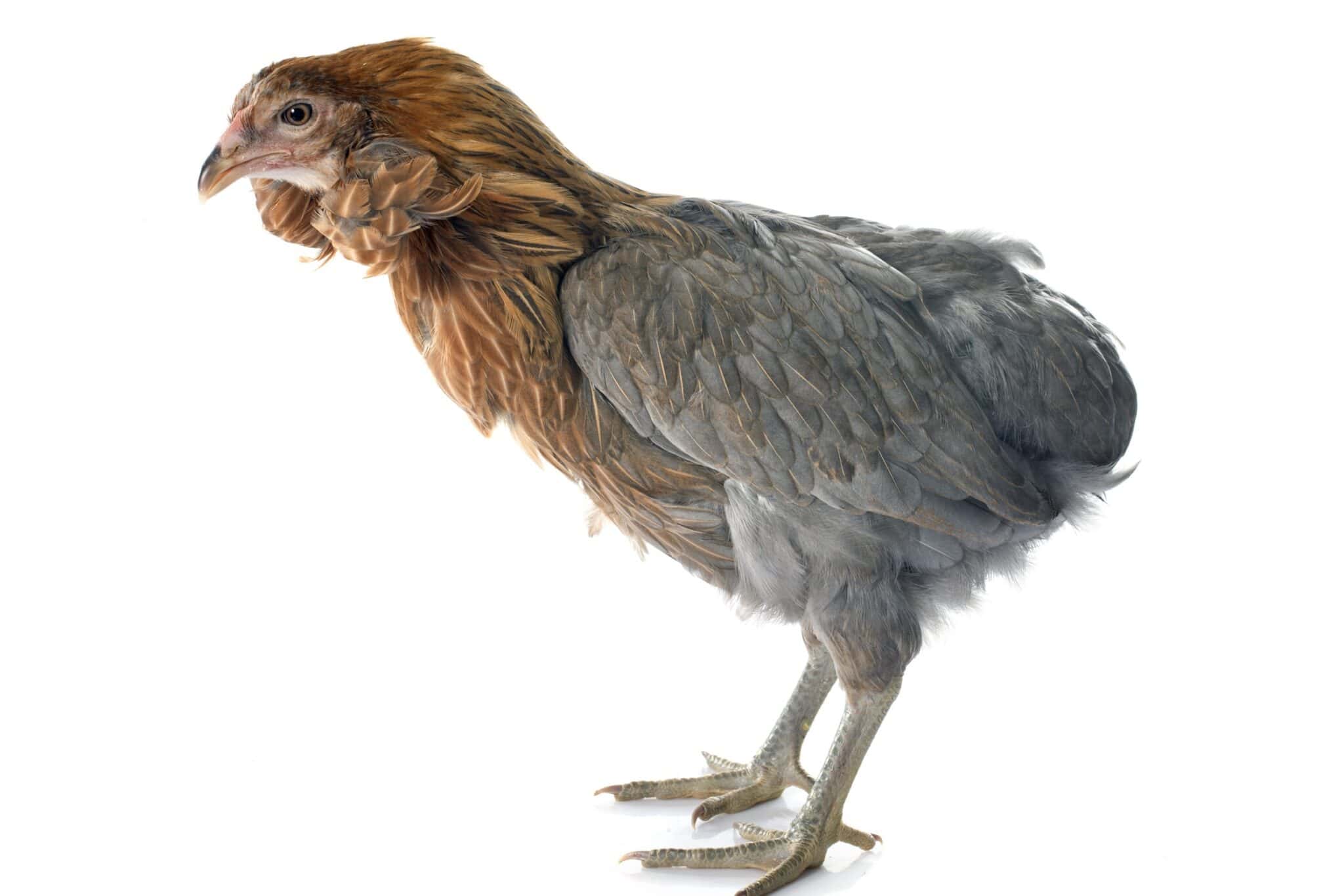 Araucana Chicken: Everything You Need to Know!