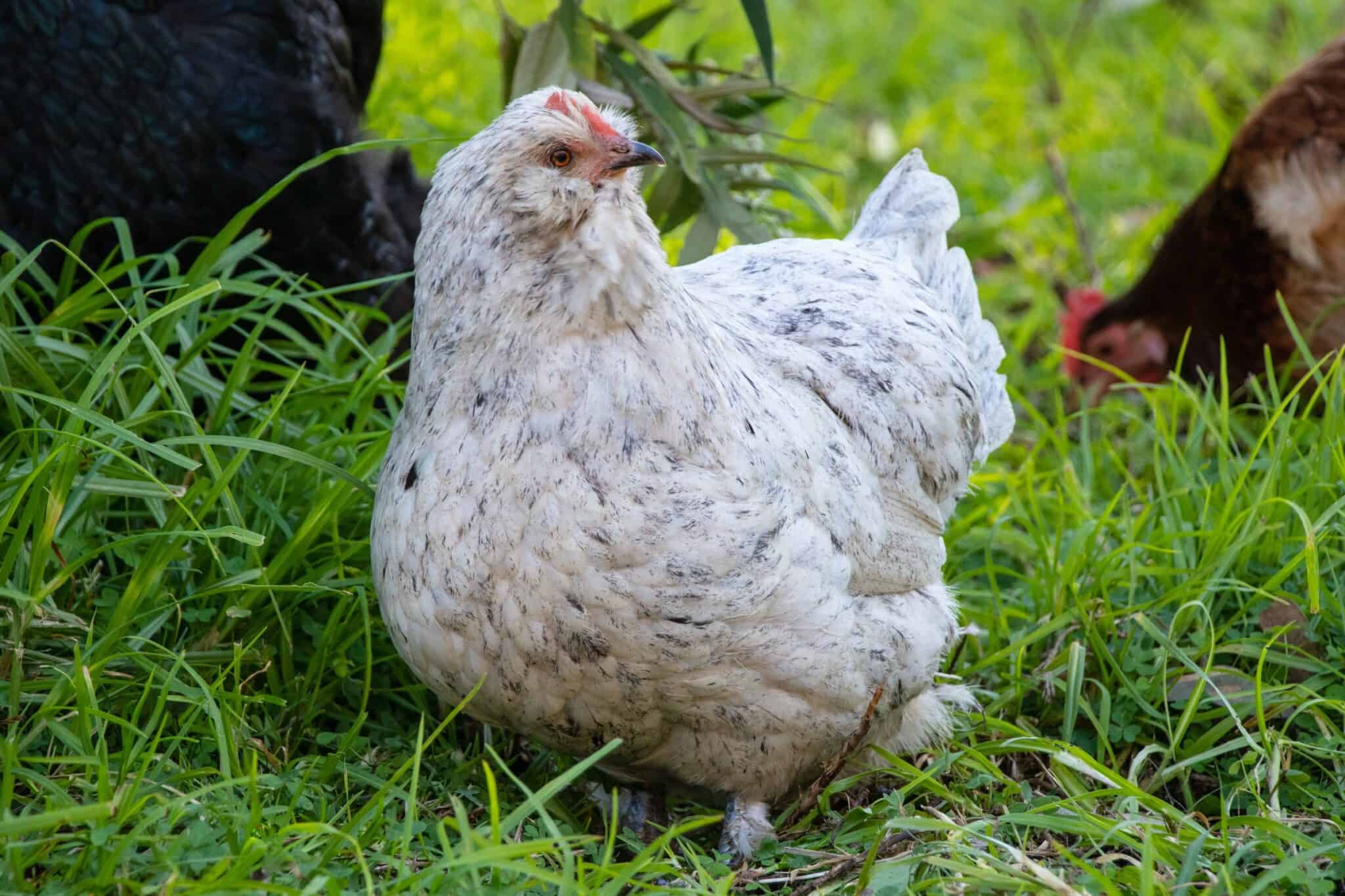 Araucana Chicken: Everything You Need to Know!