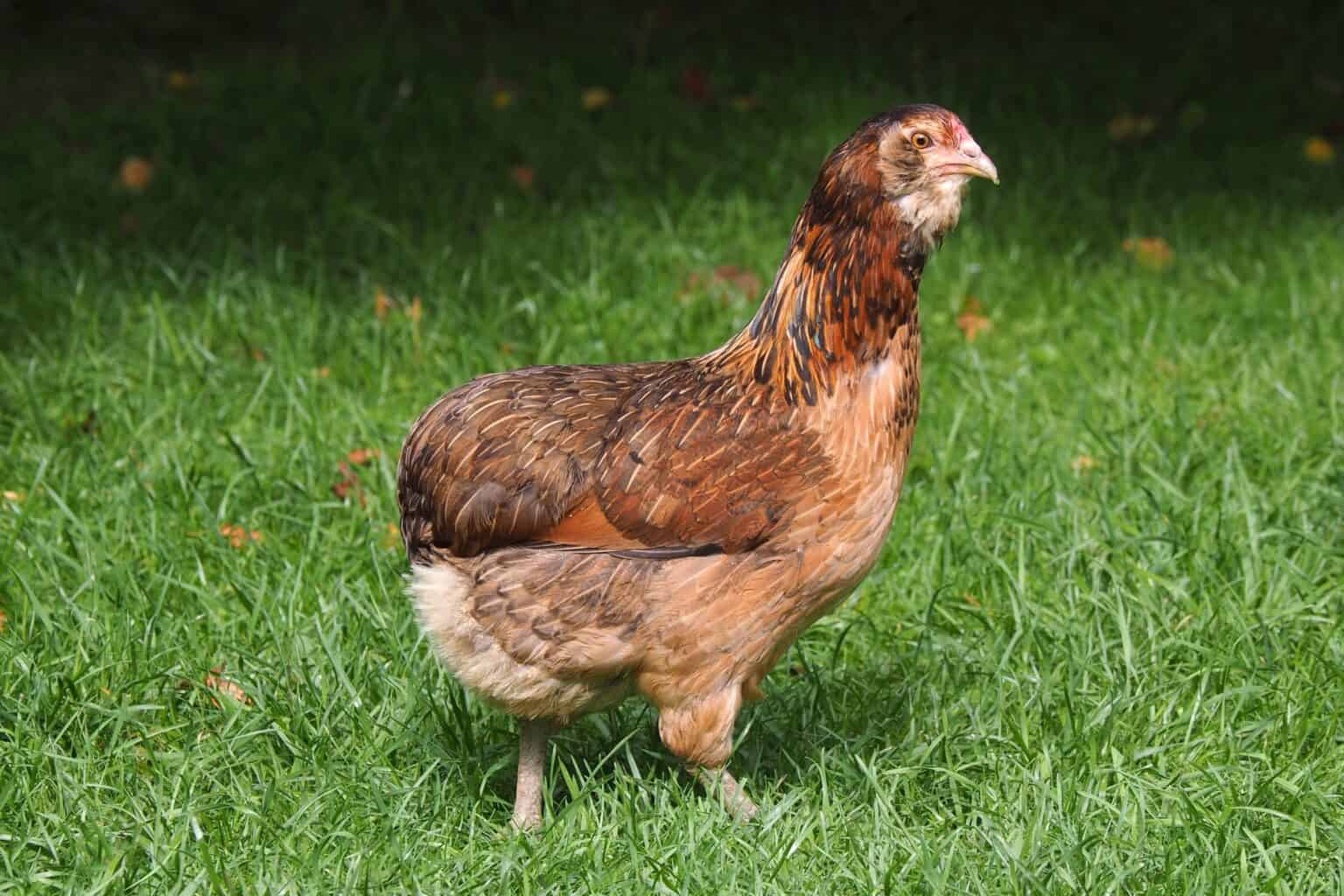 Araucana Chicken: Everything You Need to Know!