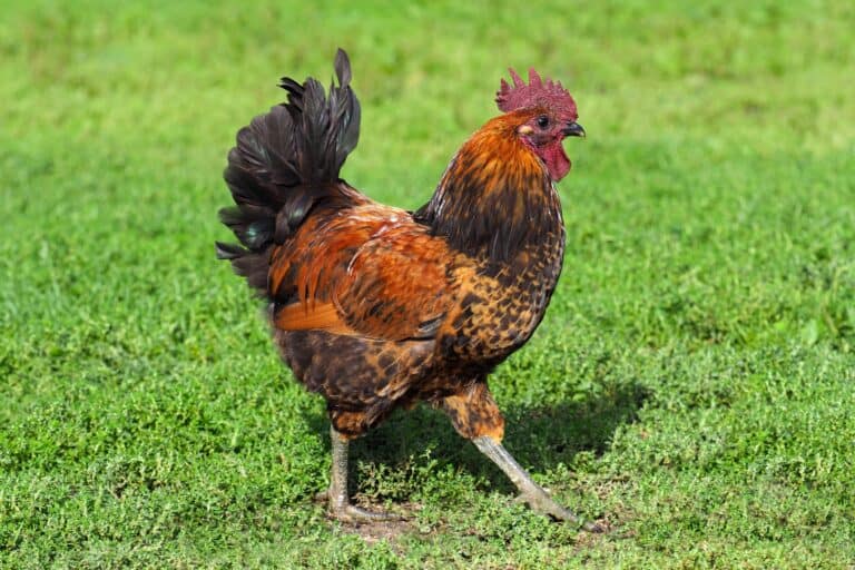 Araucana Chicken: Everything You Need to Know!
