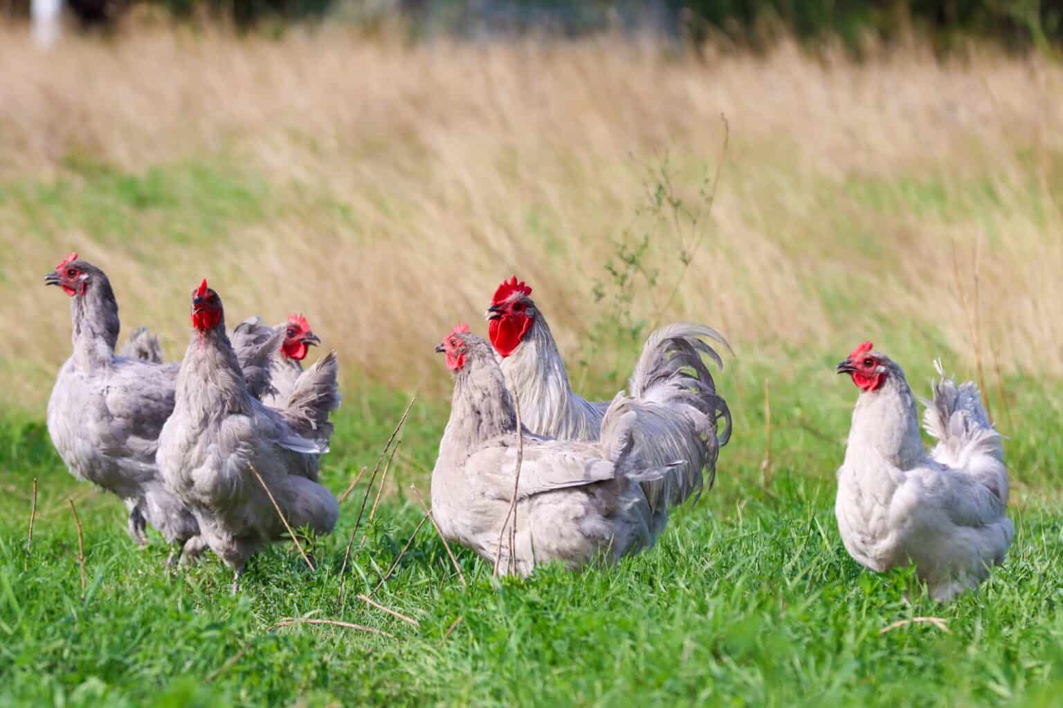 15 Best Gray Chicken Breeds to Raise in Your Backyard