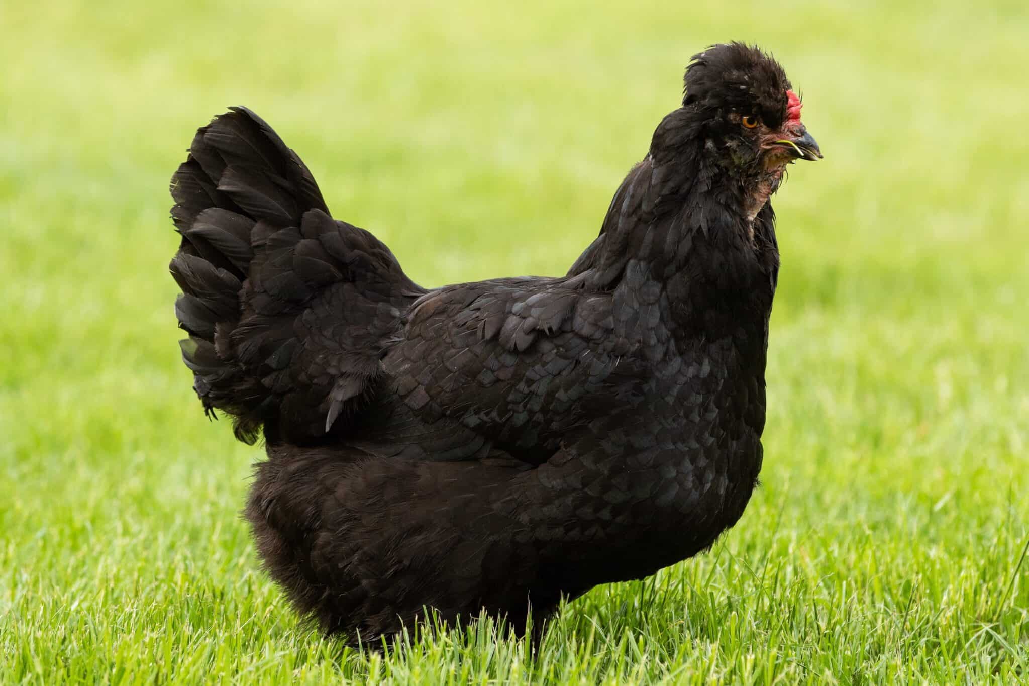 Araucana Chicken: Everything You Need to Know!