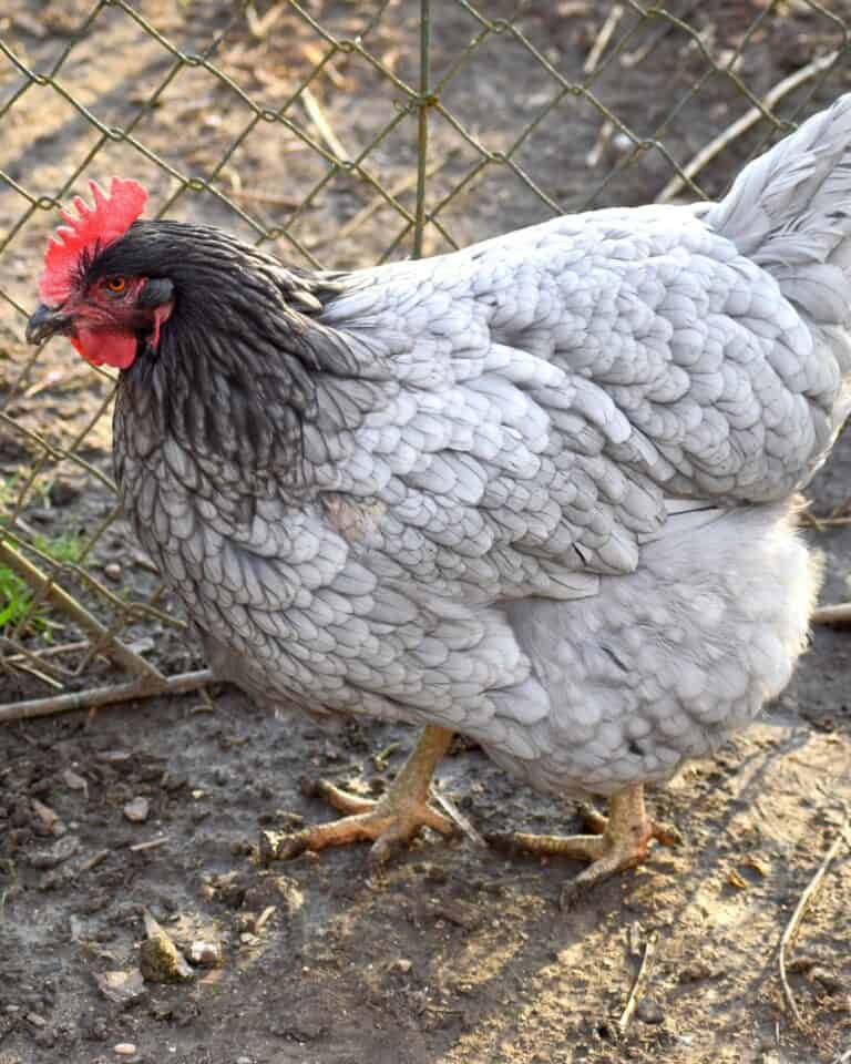 15 Best Gray Chicken Breeds to Raise in Your Backyard