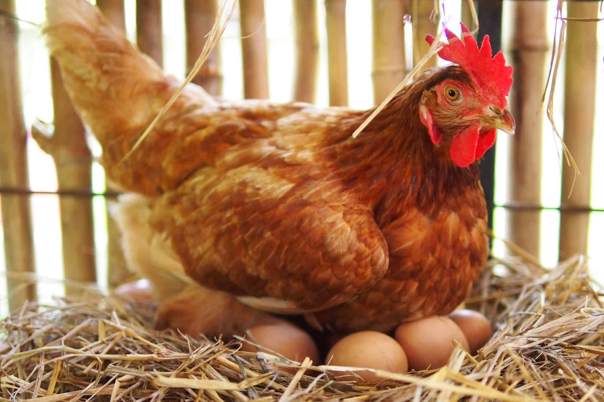 Broody Hen 101: What to Do & How to Stop Broodiness