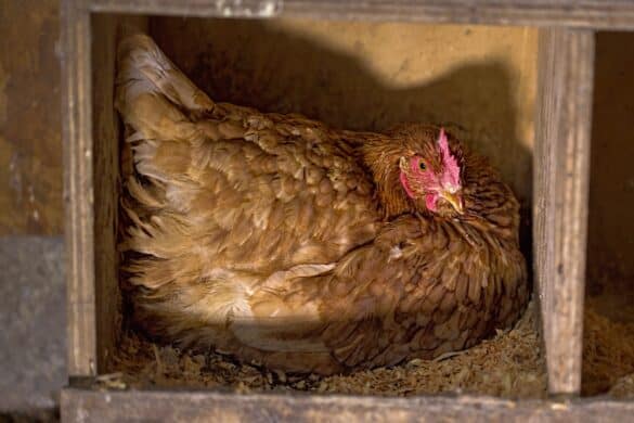 Broody Hen 101: What to Do & How to Stop Broodiness