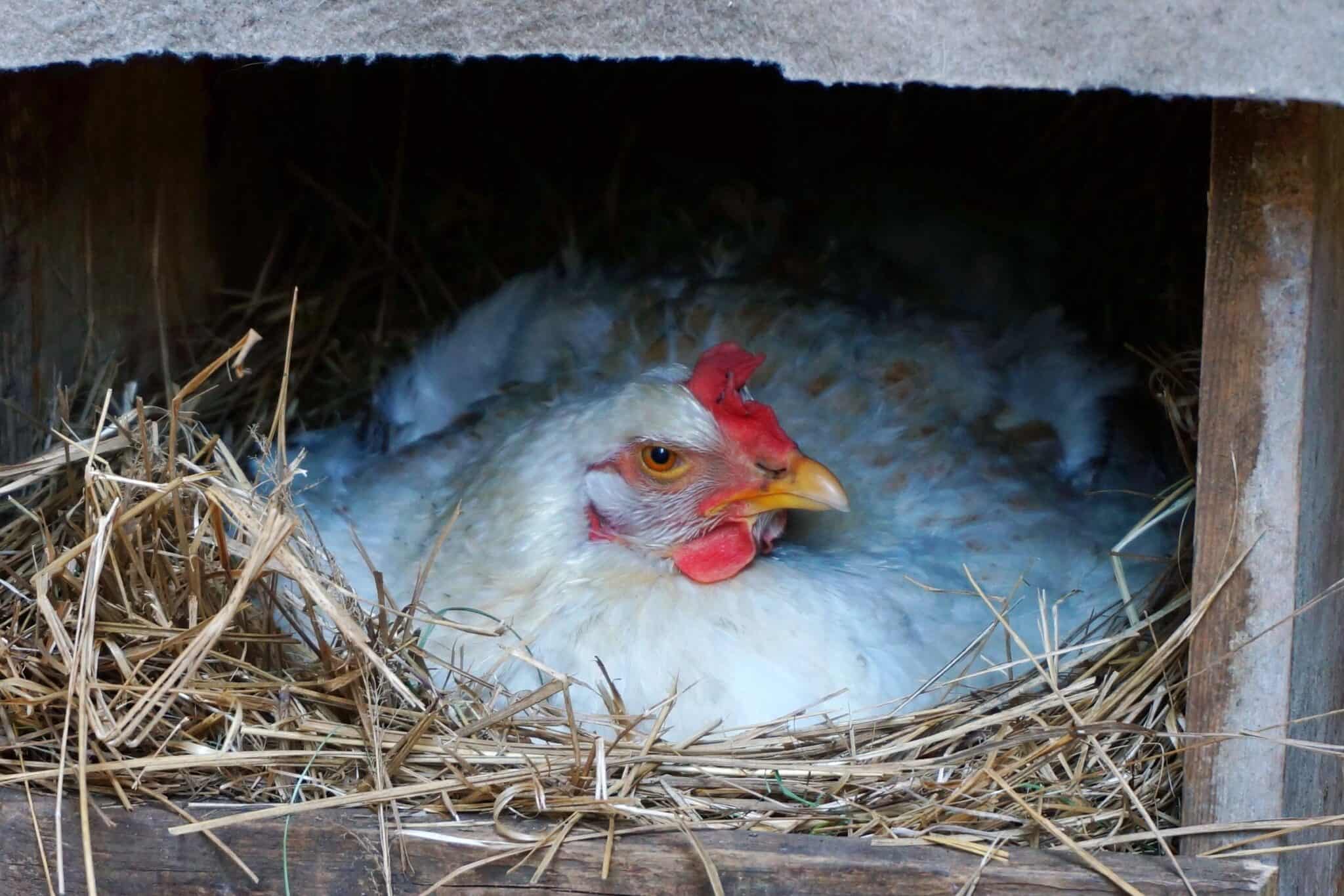 Broody Hen 101: What to Do & How to Stop Broodiness