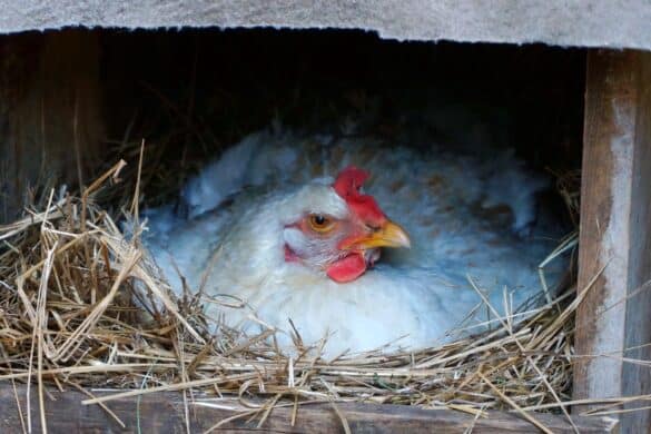 Broody Hen 101: What to Do & How to Stop Broodiness