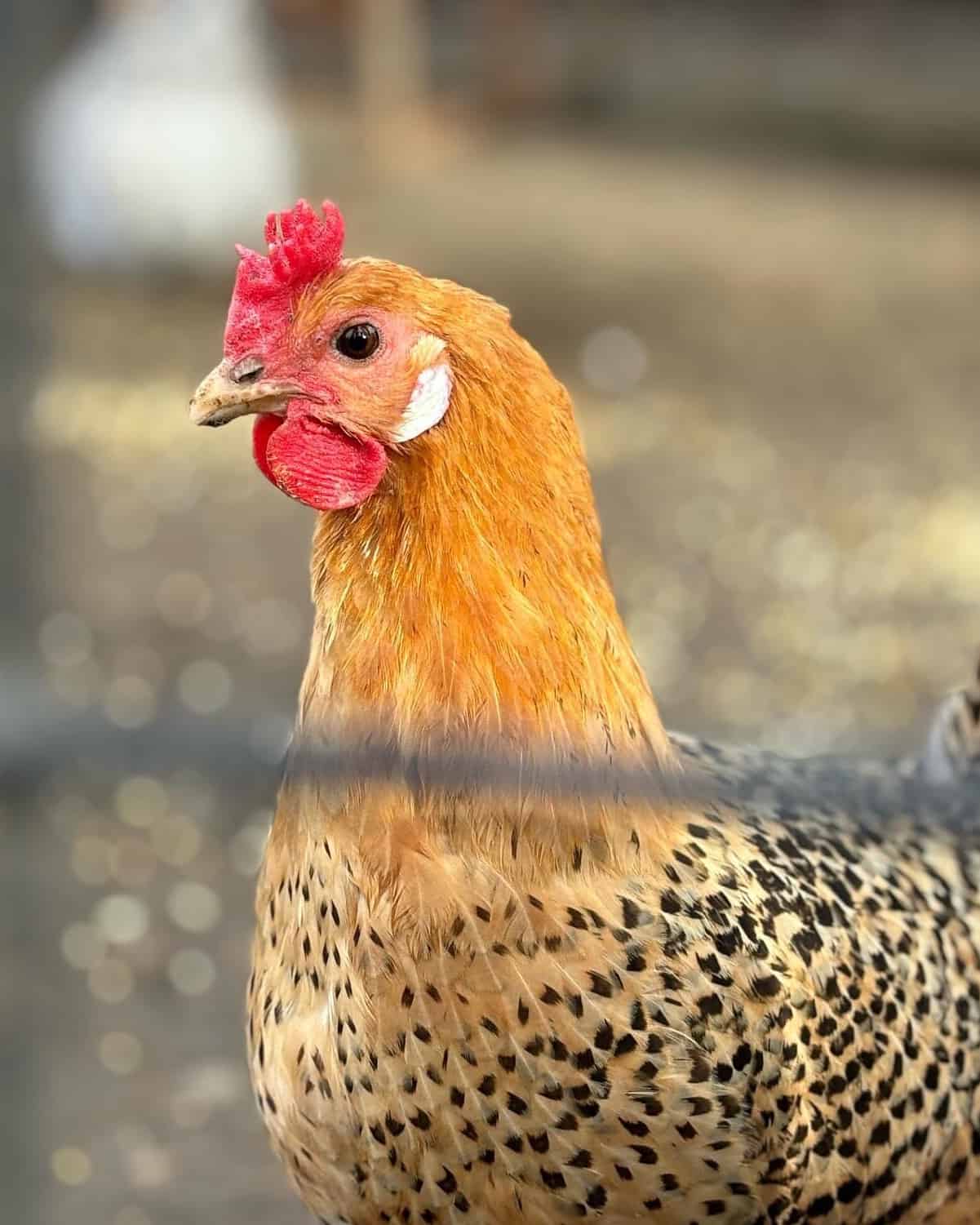 Chicken Combs & Wattles: Everything You Need to Know