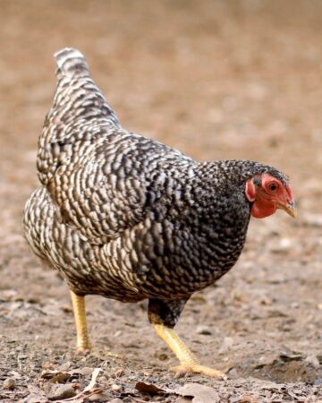 15 Best Gray Chicken Breeds to Raise in Your Backyard