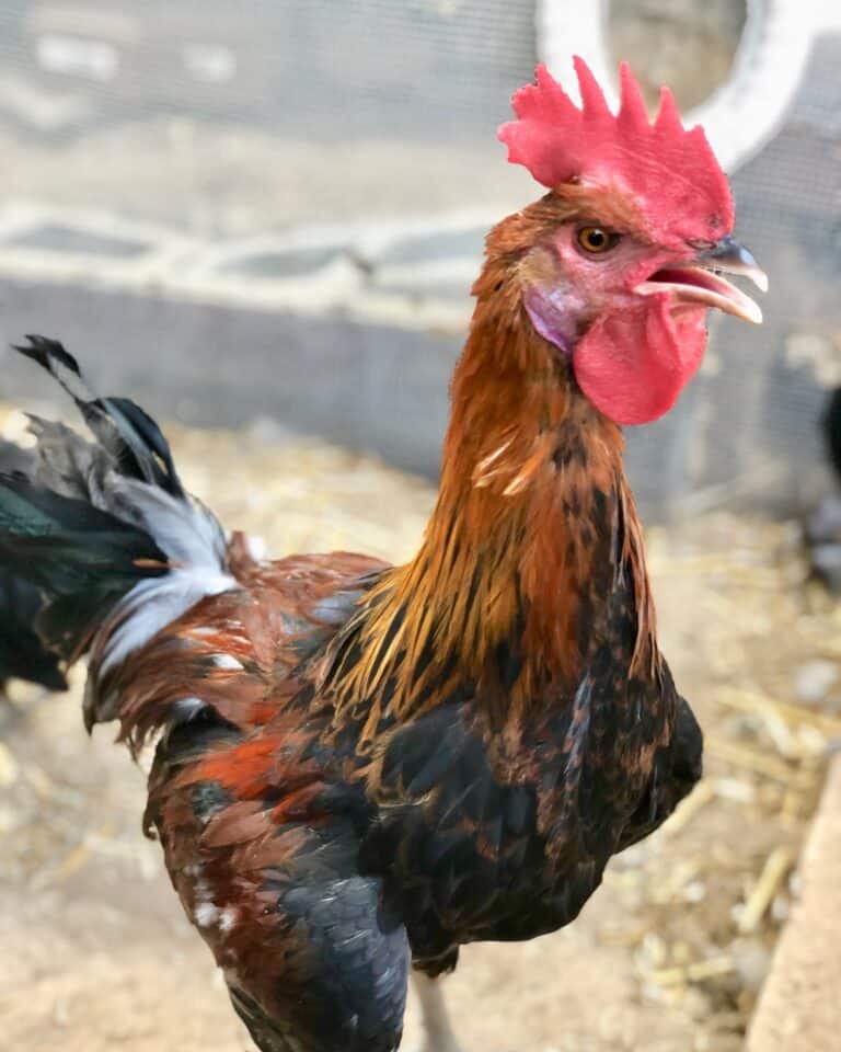 Chicken Combs & Wattles: Everything You Need to Know