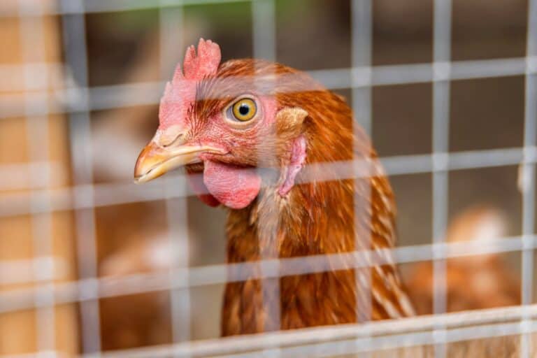 Chicken Wire vs. Hardware Cloth for Chicken Coop Security - Daily Chickens