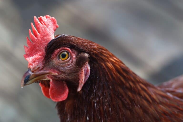 Chicken Combs & Wattles: Everything You Need to Know