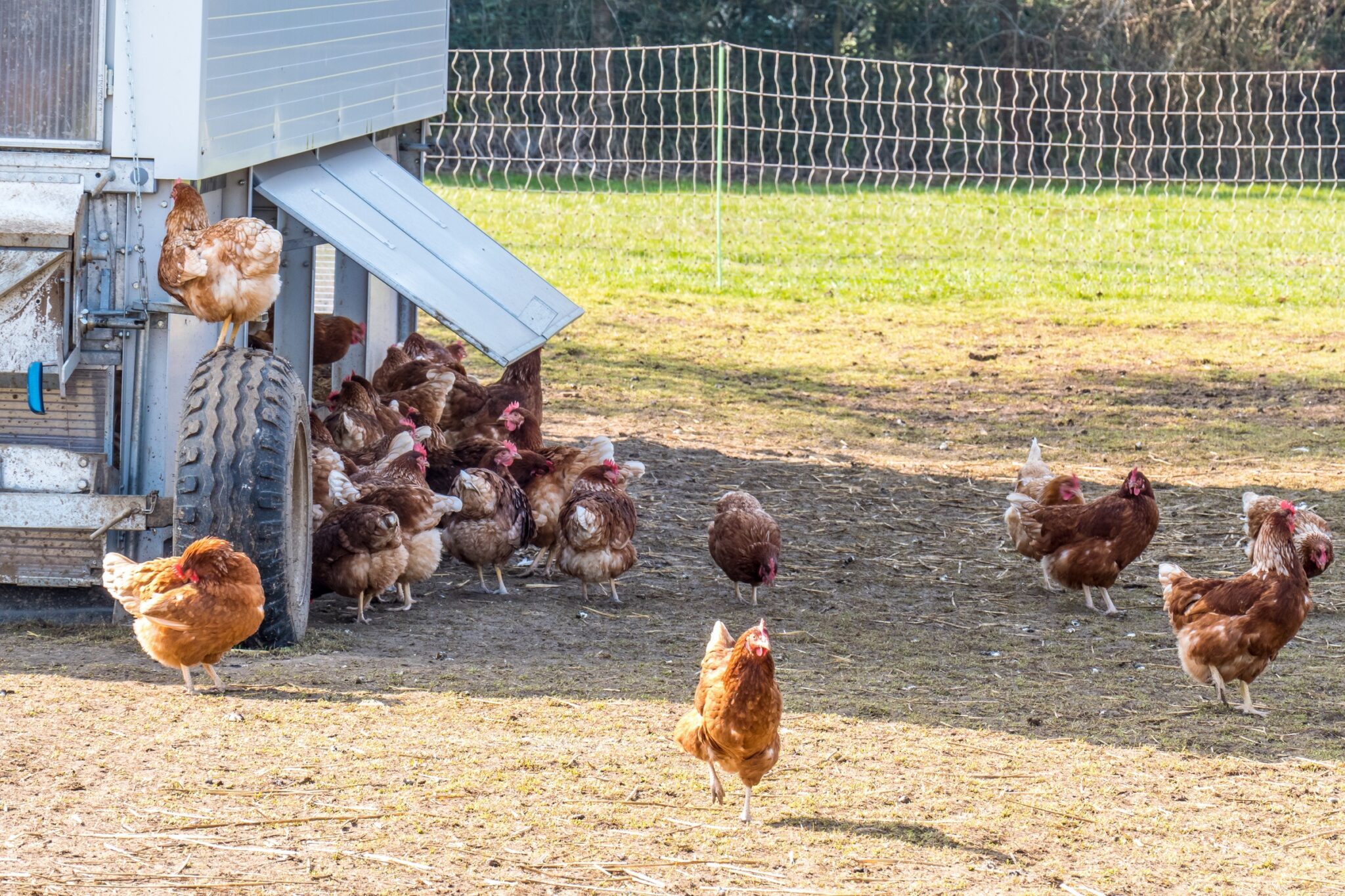 How to Protect Your Chickens From Hawks - Daily Chickens