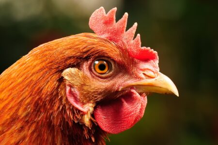 Chicken Combs & Wattles: Everything You Need to Know