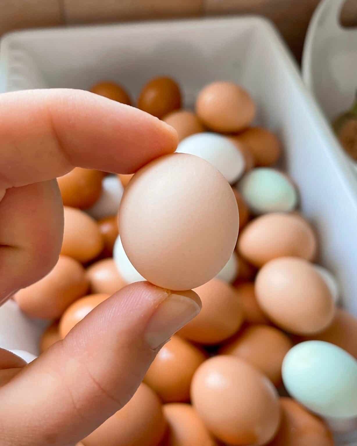 All About Fairy Eggs: Why Your Chickens Lay Them?