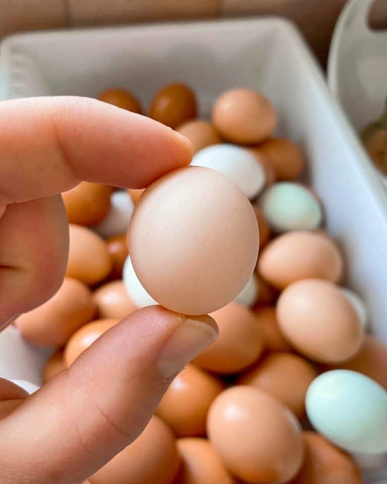 All About Fairy Eggs: Why Your Chickens Lay Them?