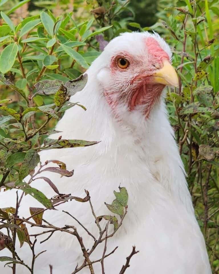 Chicken Combs & Wattles: Everything You Need to Know