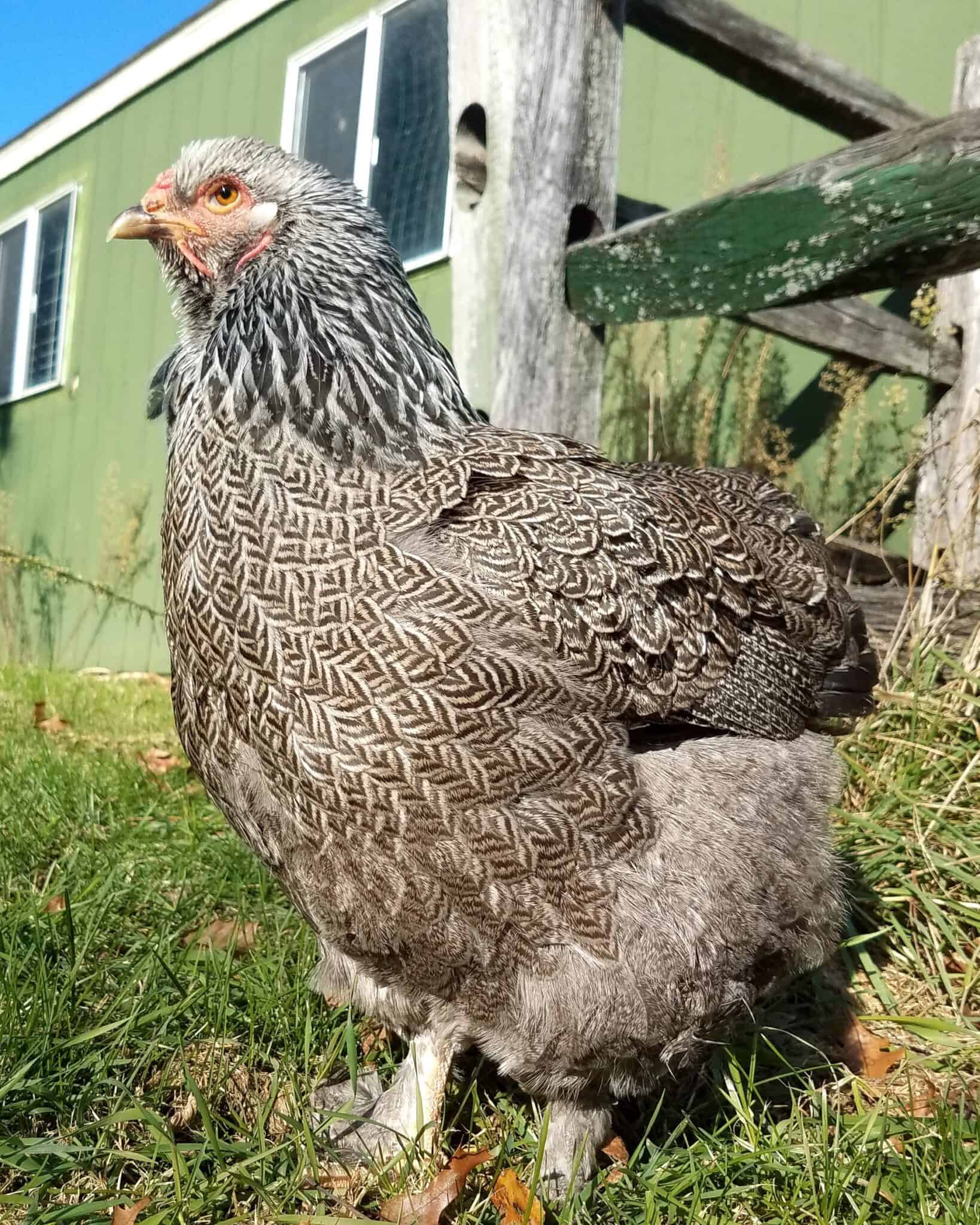 15 Best Gray Chicken Breeds to Raise in Your Backyard